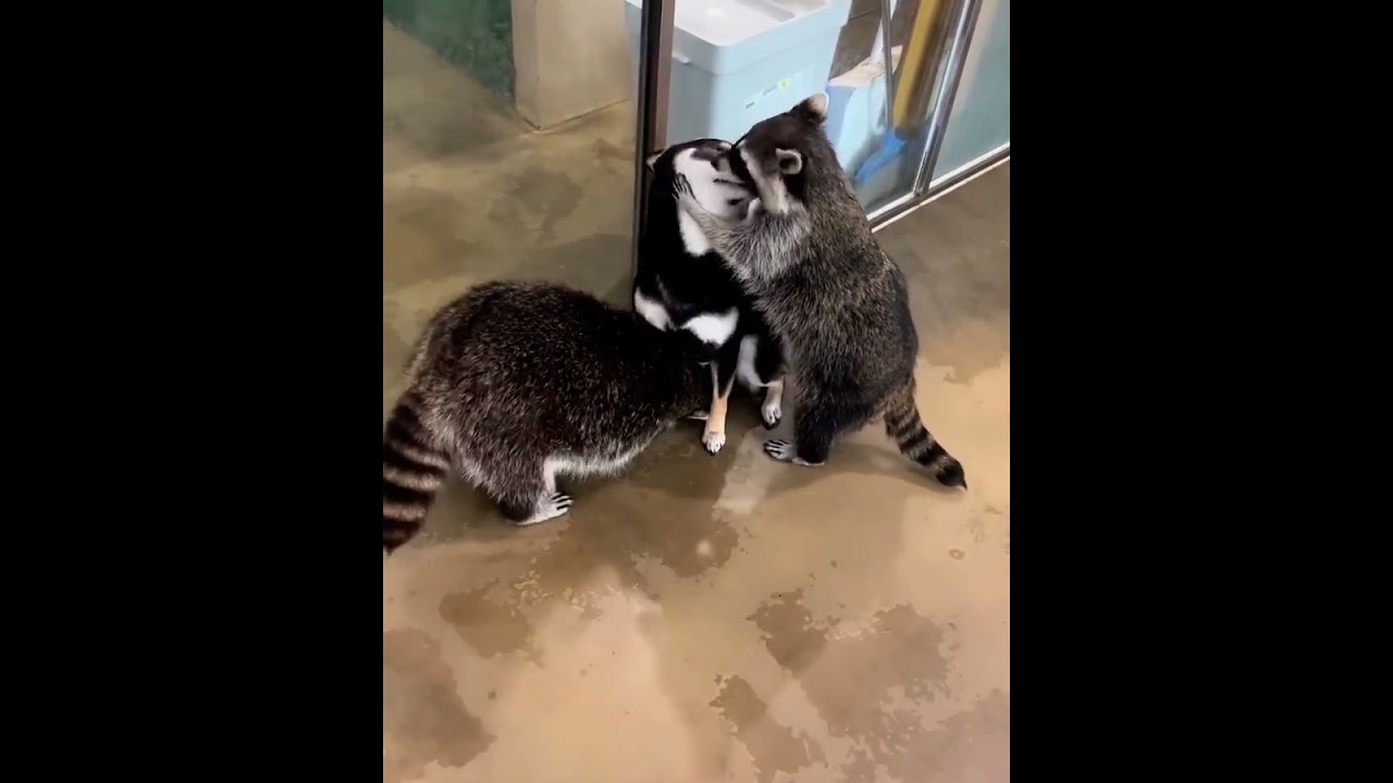 Dog and His Raccoon Friends—An Unlikely Trio