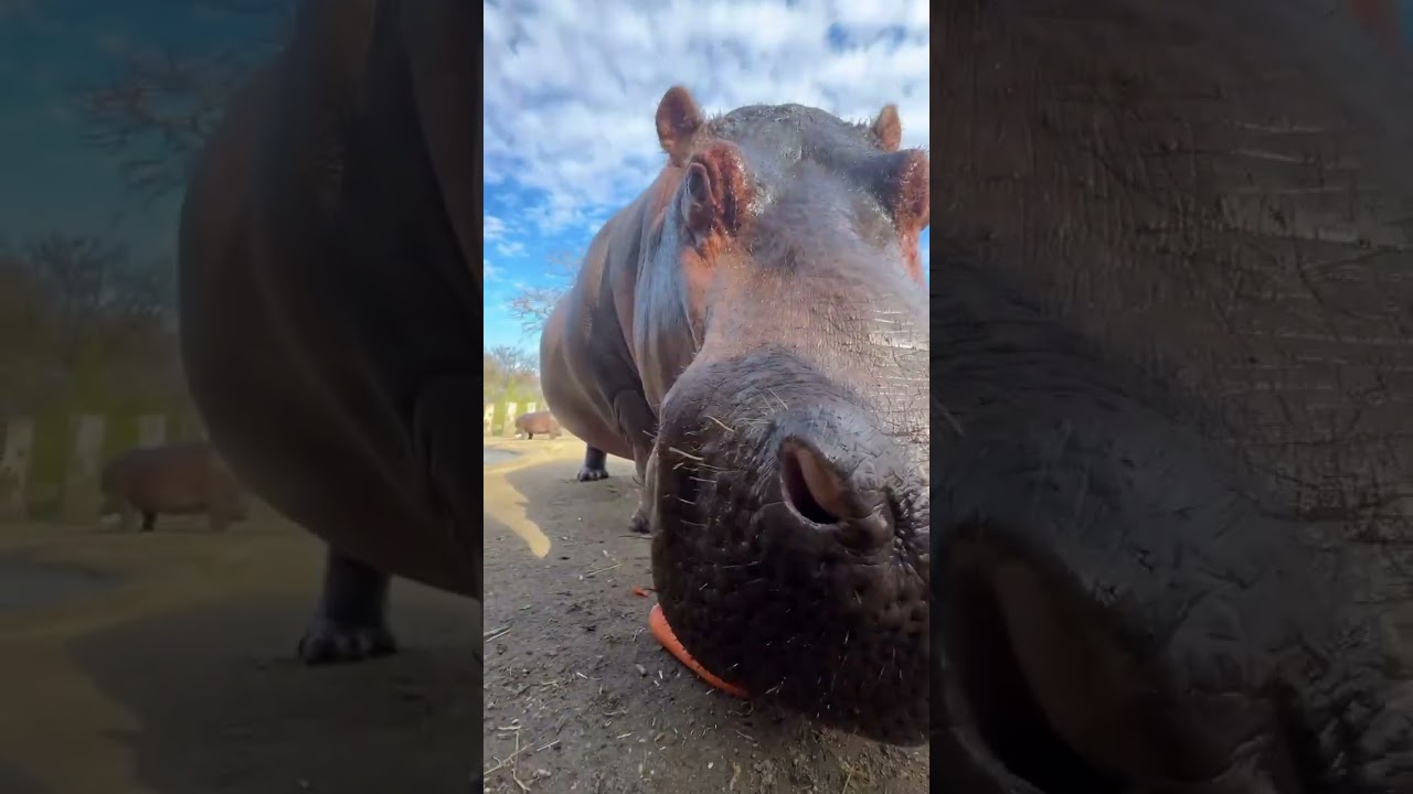 Hippo ASMR: Relaxing Sounds of Hippos in Nature