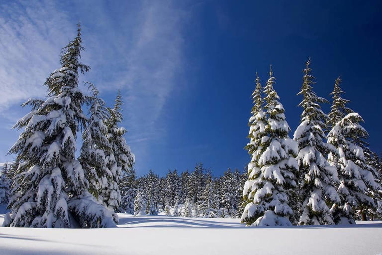 Cut Down a Wild Christmas Tree in Your National Forest