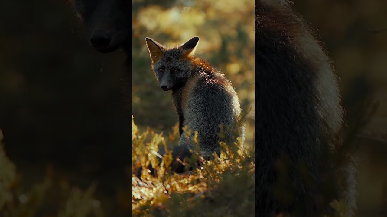 Little fox navigates a big and open world