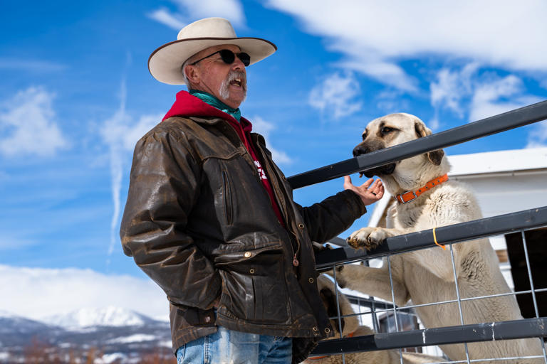 Colorado says it will release captured Copper Creek pack with new ...