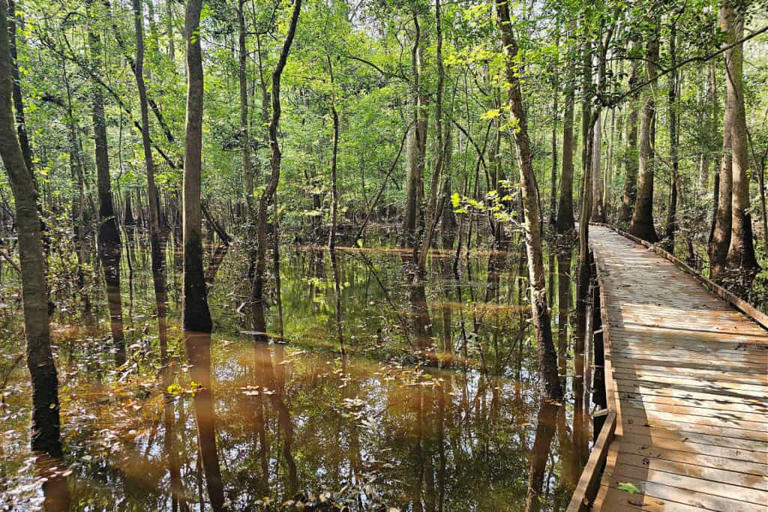 Complete Guide to Congaree National Park