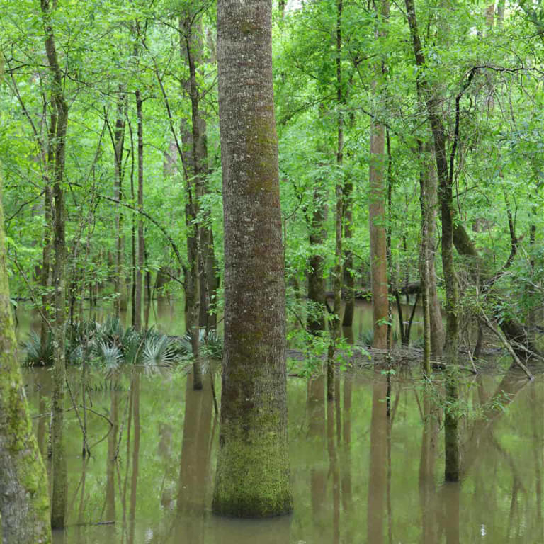 Complete Guide to Congaree National Park