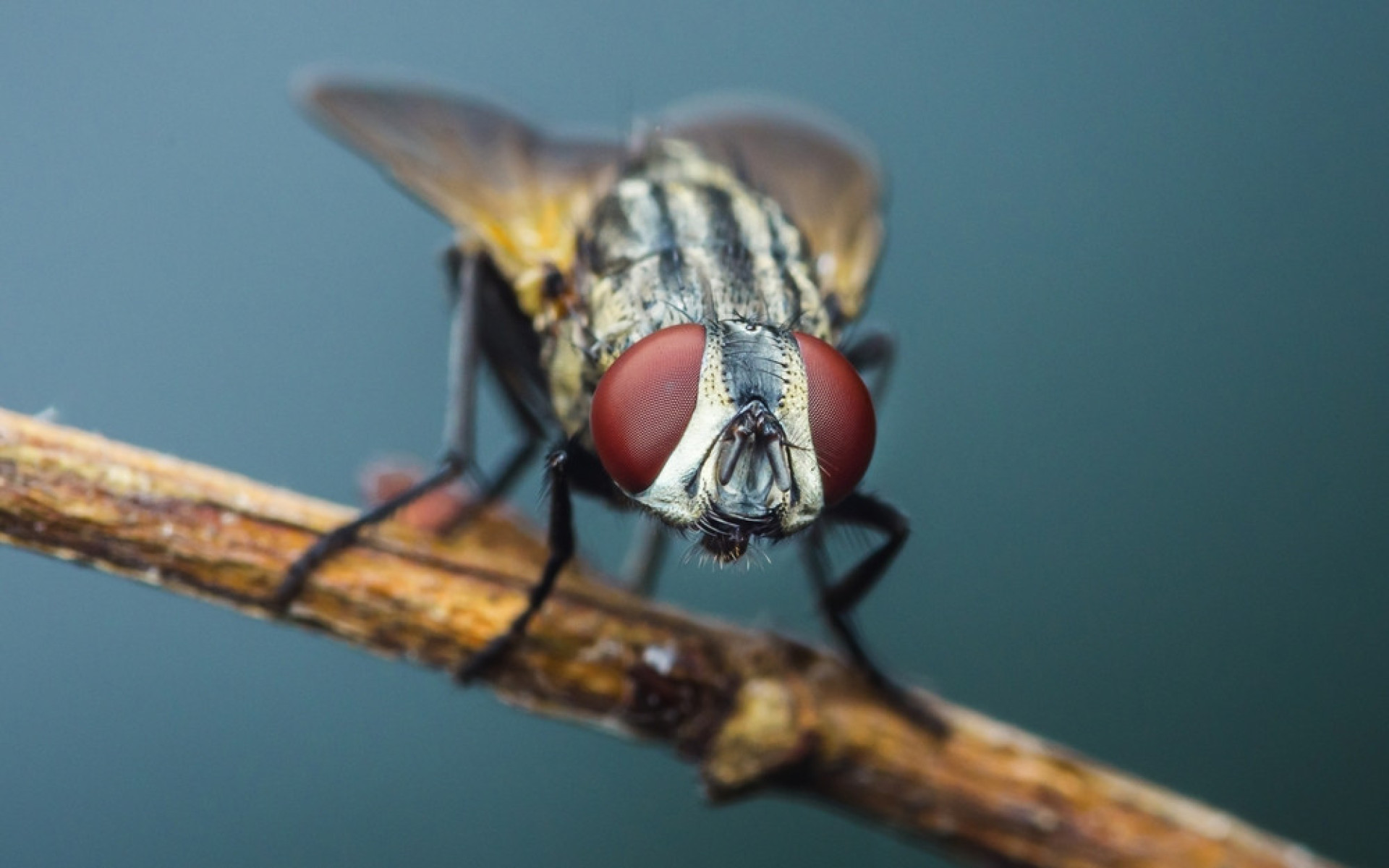 Undrar du hur hjärnan fungerar? Fråga en fluga!