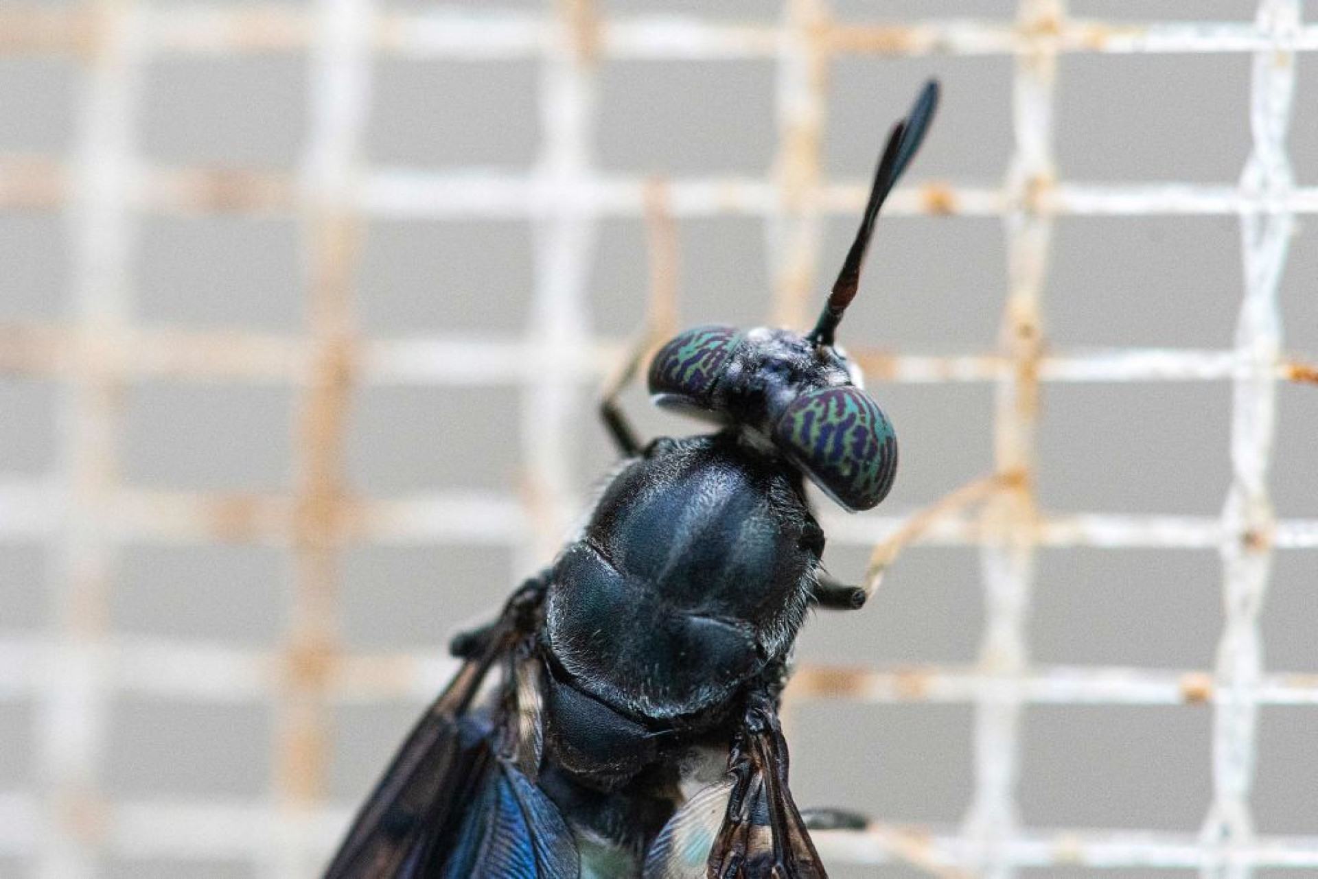 Undrar du hur hjärnan fungerar? Fråga en fluga!