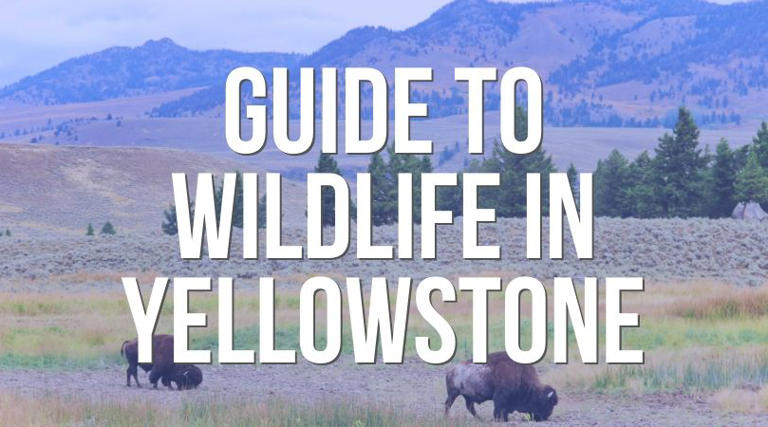 Guide to Beautiful Yellowstone National Park: Our Long-time Favorite Park
