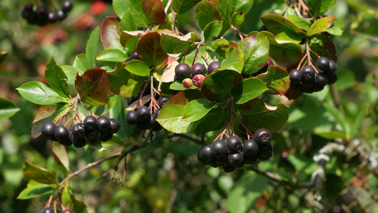 Ouro negro: a fruta pouco conhecida que é repleta de benefícios, regula ... Ouro negro: a fruta pouco conhecida que é repleta de benefícios, regula ...