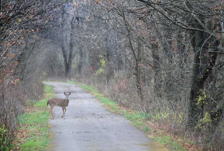Will banks, post offices, UPS and FedEx be open on Christmas 2024? Will ...