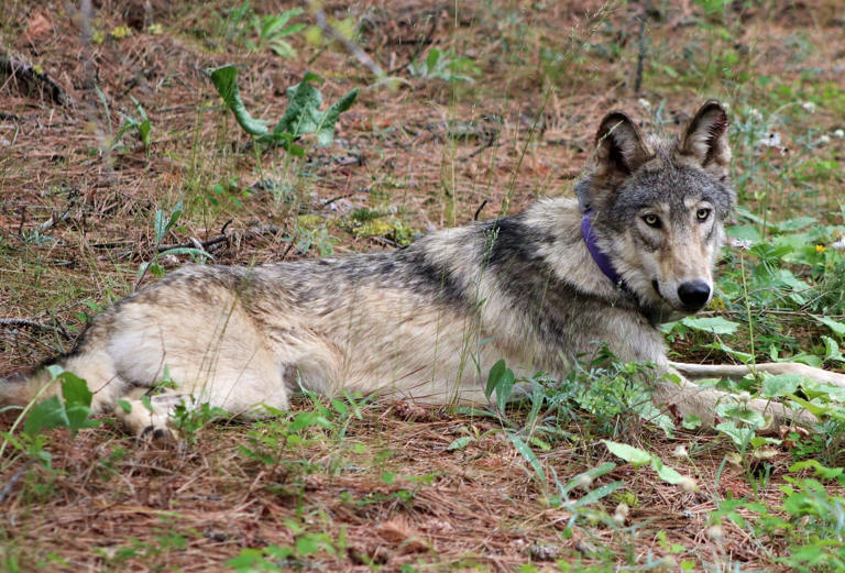 California wolf mapping online tool tracks collared wolves for ranchers ...
