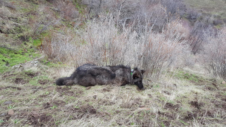 Gray wolves in California blamed for 19 livestock deaths. What happened?