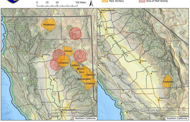 Gray wolves now call Tulare County home as species pushes south in ...