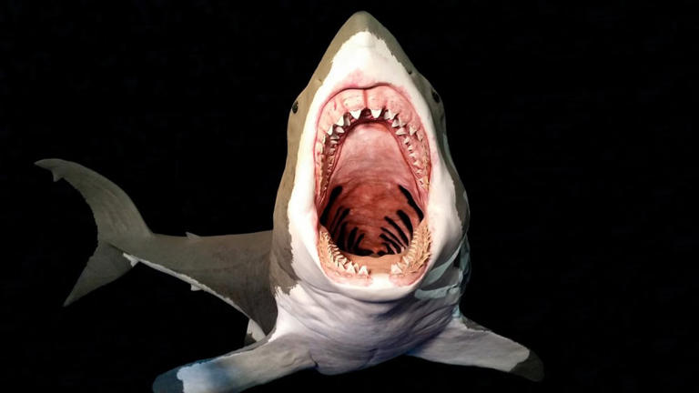 Before megalodon, this monstrous shark terrorized the waters of ...