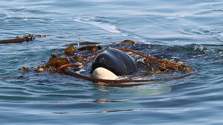Orca seen wearing a salmon hat for first time since 1980s. Why do they do it?