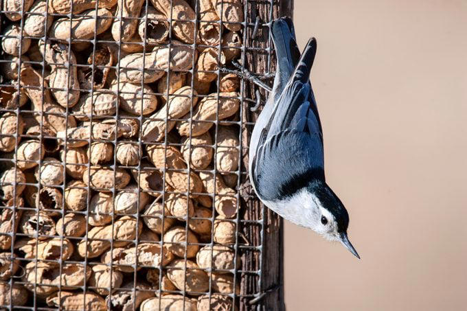 What Types of Birds Eat Peanuts From Feeders?