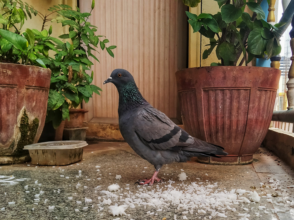 15 Animal Species That Are Evolving Faster Than Humans