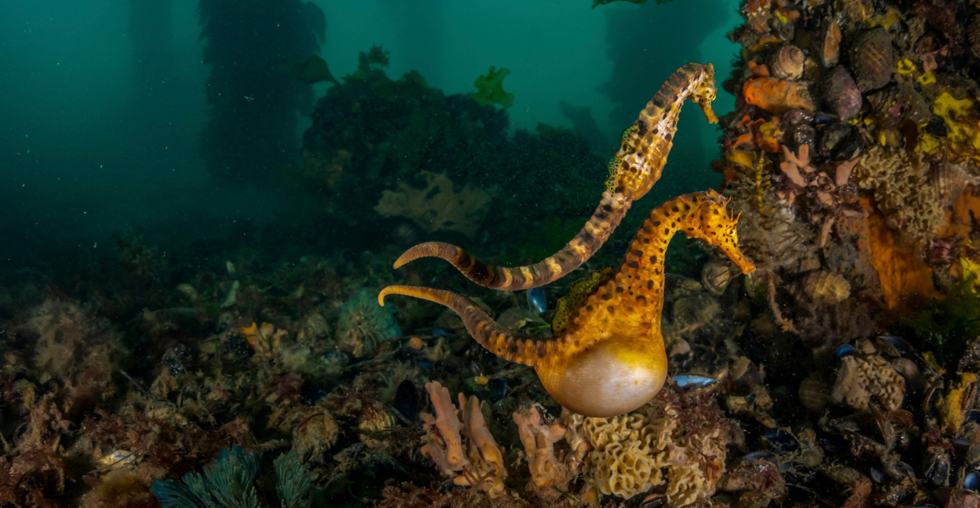 Animals with misleading names