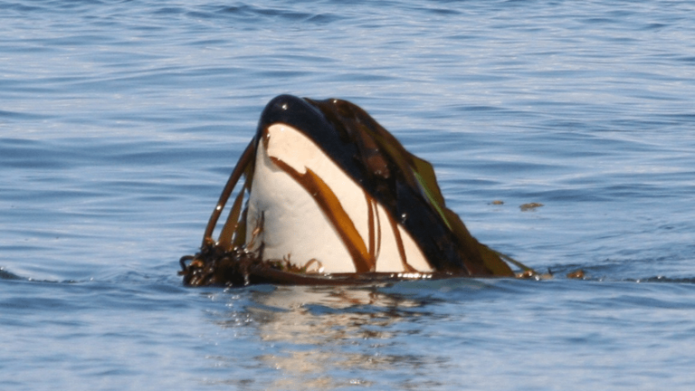 Orca seen wearing a salmon hat for first time since 1980s. Why do they do it?
