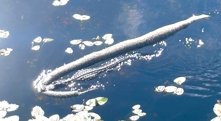 Video: Alligator dragging enormous python leaves tour guide in Florida ...