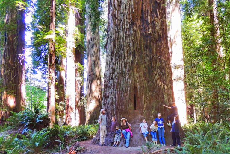 Explore the California Redwoods in Jedediah Smith Redwoods State Park