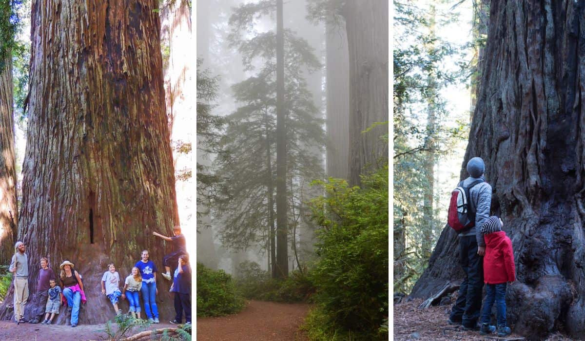 Camp Under the World’s Tallest Trees at this Underrated State Park in ...