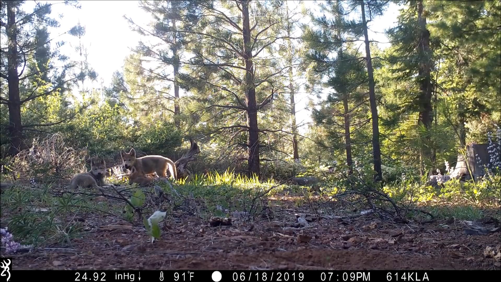 Gray wolf population rebounds in California with 70 wolves