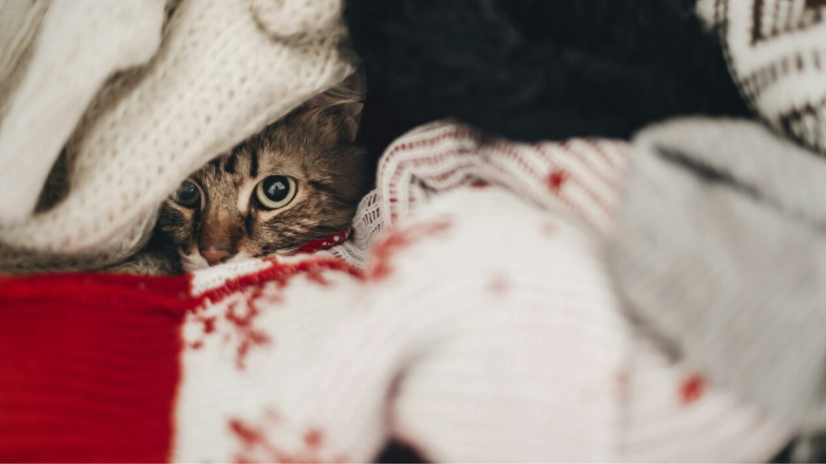 6 Surefire Ways to Tell If a Cat Is Feral 6 Surefire Ways to Tell If a Cat Is Feral