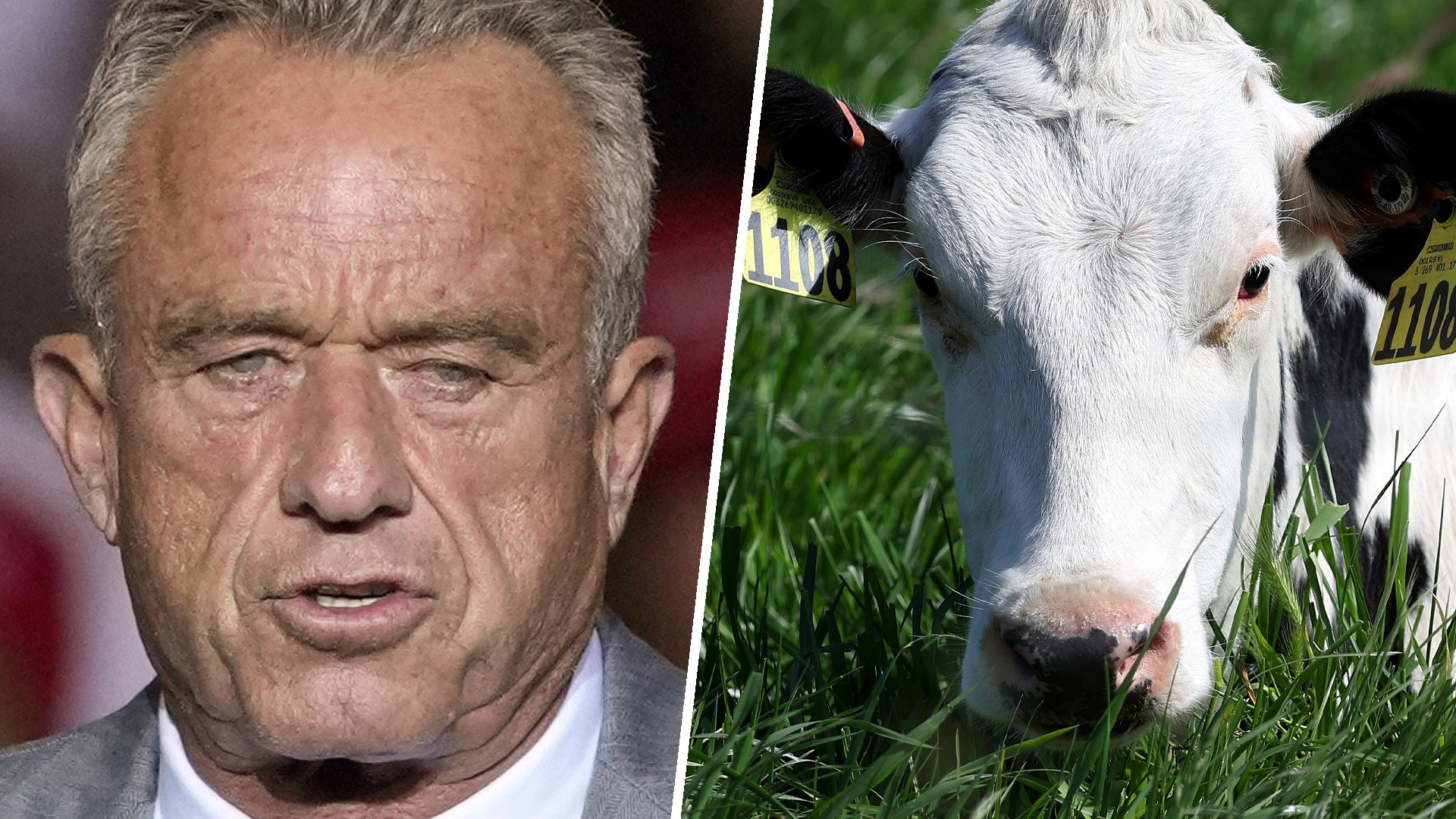 Despite bird flu concerns, RFK Jr. indulges raw milk interest Despite bird flu concerns, RFK Jr. indulges raw milk interest