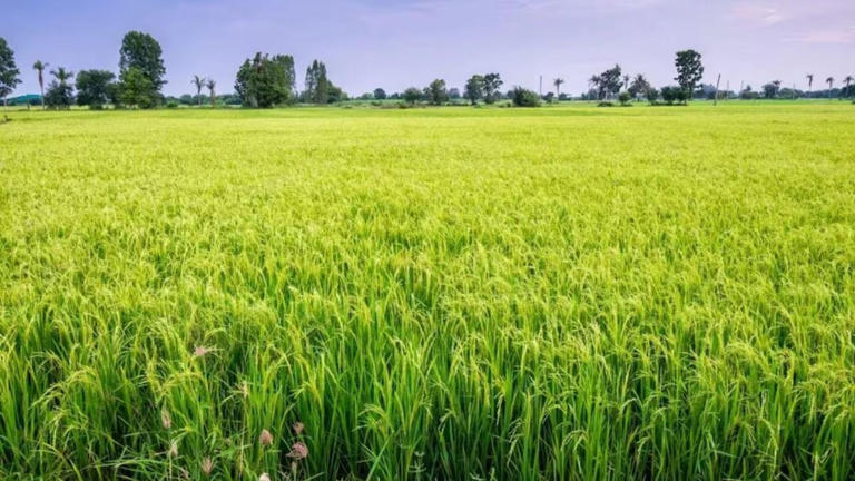 Climate change threatens global food supply: Scientists sound alarm Climate change threatens global food supply: Scientists sound alarm