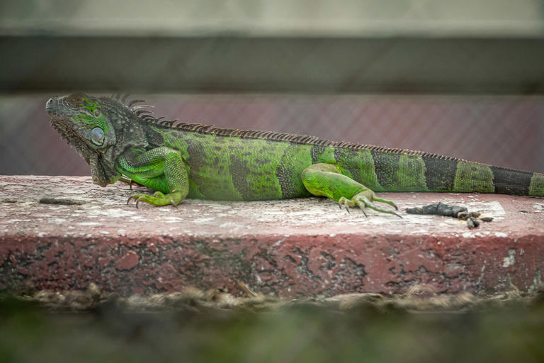 Python pie, anyone? Can we solve Florida's invasive animals issue by ...