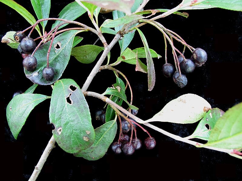 Arônia-negra: fruta pouco conhecida ajuda a prevenir doenças do coração