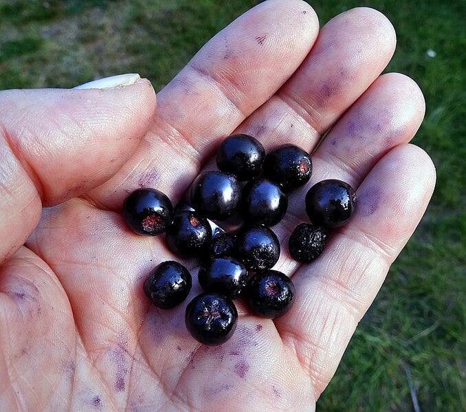 Arônia-negra: fruta pouco conhecida ajuda a prevenir doenças do coração