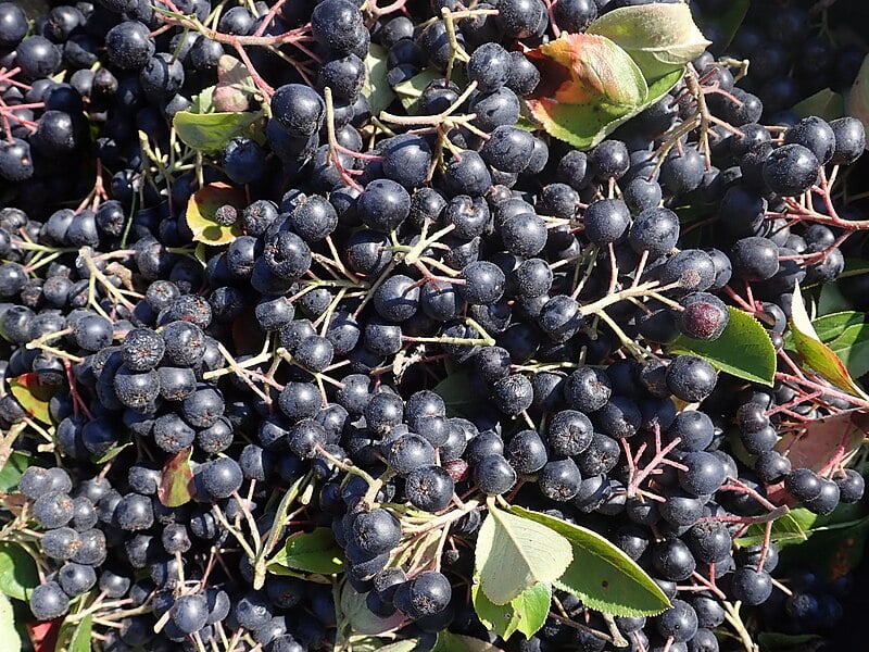 Arônia-negra: fruta pouco conhecida ajuda a prevenir doenças do coração