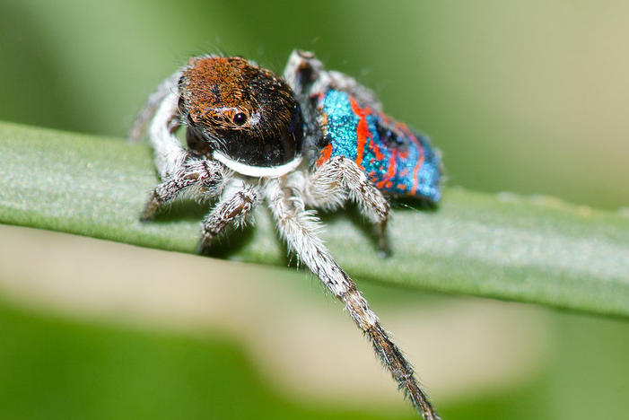 15 Freaky Animal Adaptations That Feel Like Sci-Fi Horror