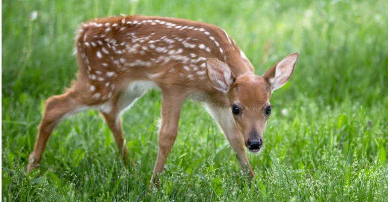 Baby Deer: 6 Incredible Facts and 6 Sweet Pictures