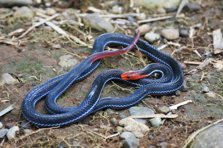 This electric blue snake’s venom could become a medical breakthrough