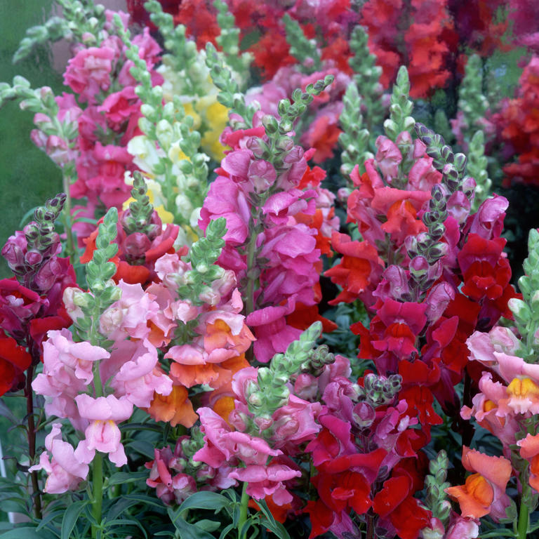 How to grow snapdragons - start this cheerful cottage garden staple off ...