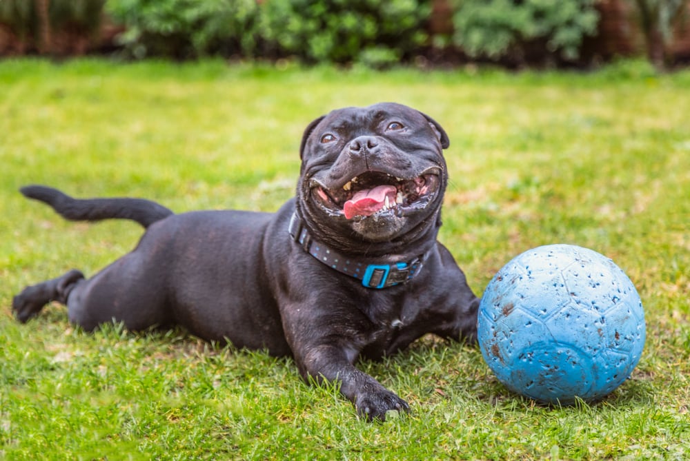 Is Your Dog Actually Happy? 10 Secret Signs Experts Look For