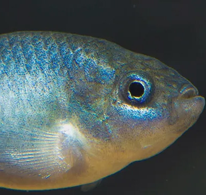 Russian earthquake rattles Devil’s Hole, home of rarest fish in the world