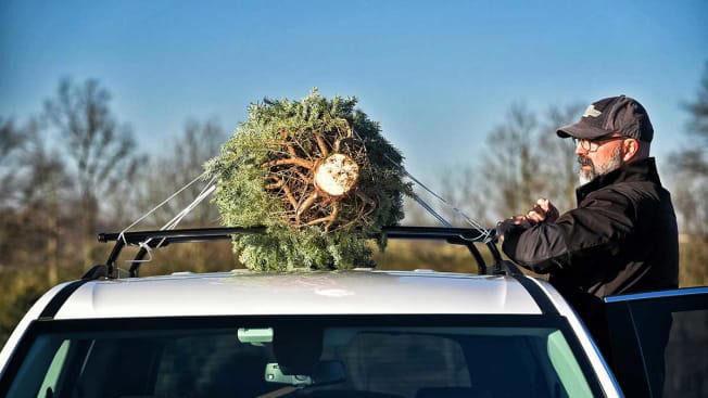 How to Safely Drive Home With a Christmas Tree. And Should You Decorate ...