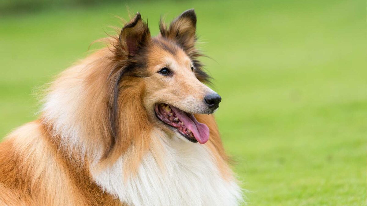 10 Dog Breeds That Became Famous For Their Roles In Pop Culture