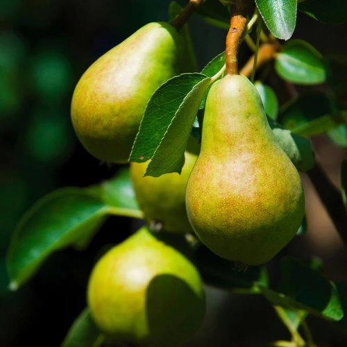 How to grow a pear tree – an expert guide to healthy and productive fruit, from planting to ...