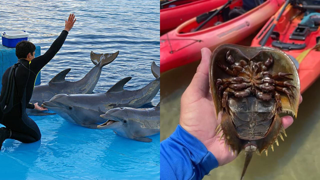 Watch These Incredible Animals Perform Stunning Feats Watch These Incredible Animals Perform Stunning Feats
