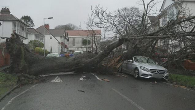 Strong winds from Storm Darragh sends tree toppling into car in Wales Strong winds from Storm Darragh sends tree toppling into car in Wales