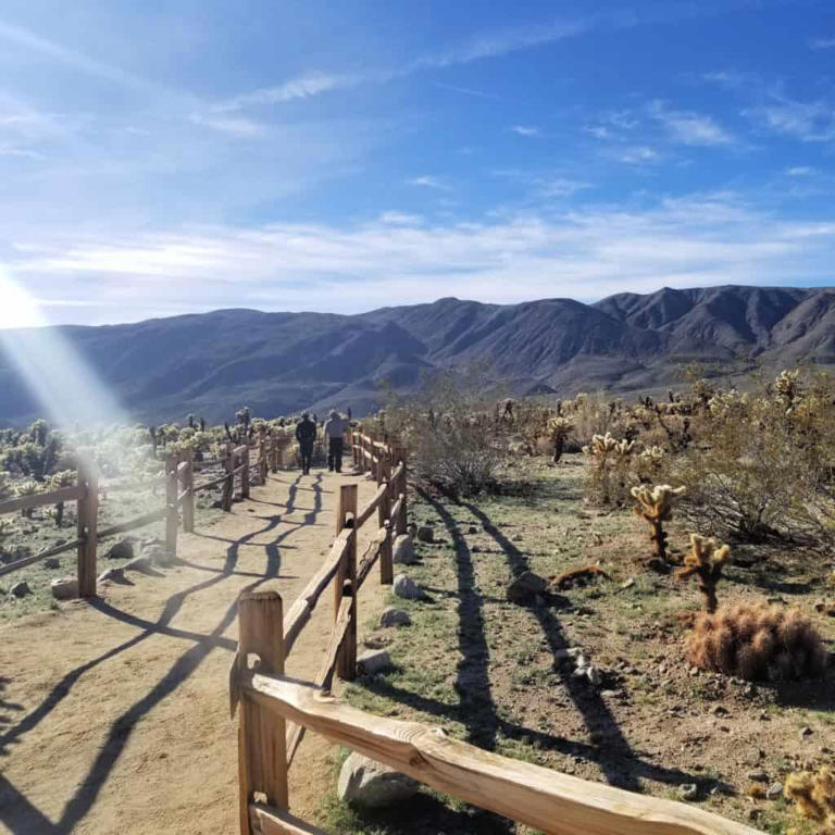 Complete Guide to Joshua Tree National Park
