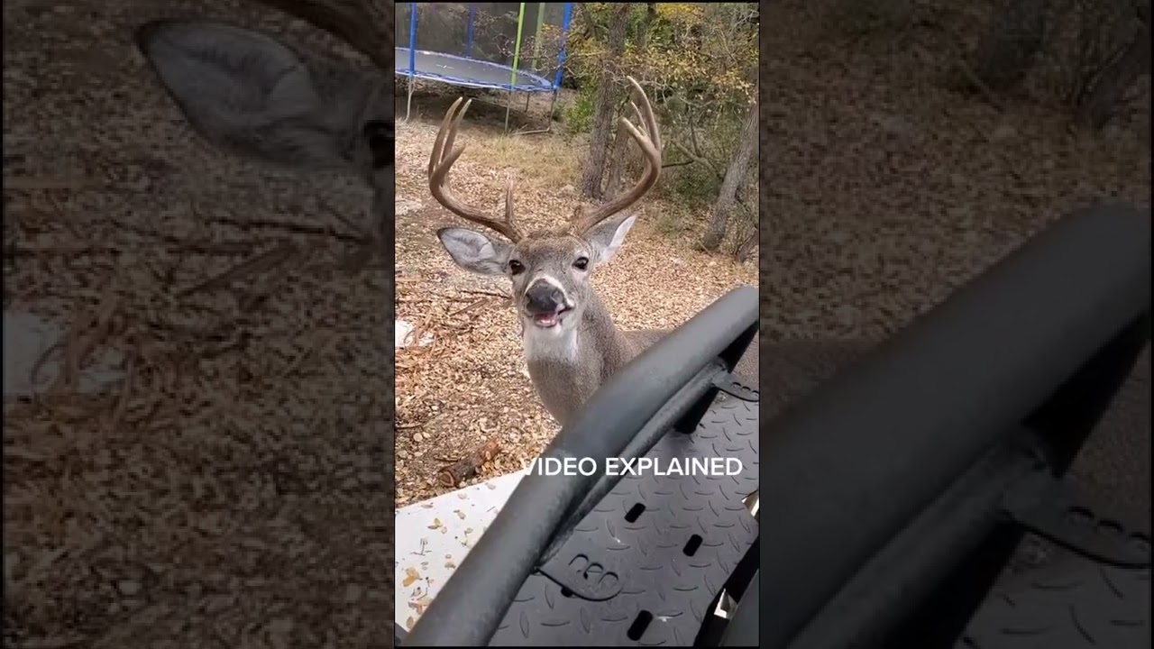 Breeding Season Insights for Ranchers