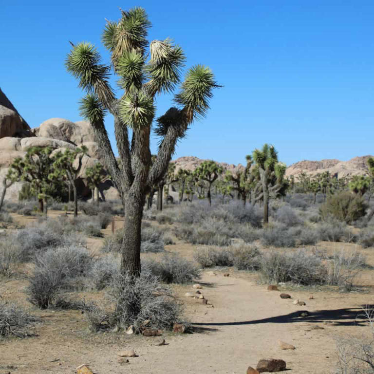 Complete Guide to Joshua Tree National Park