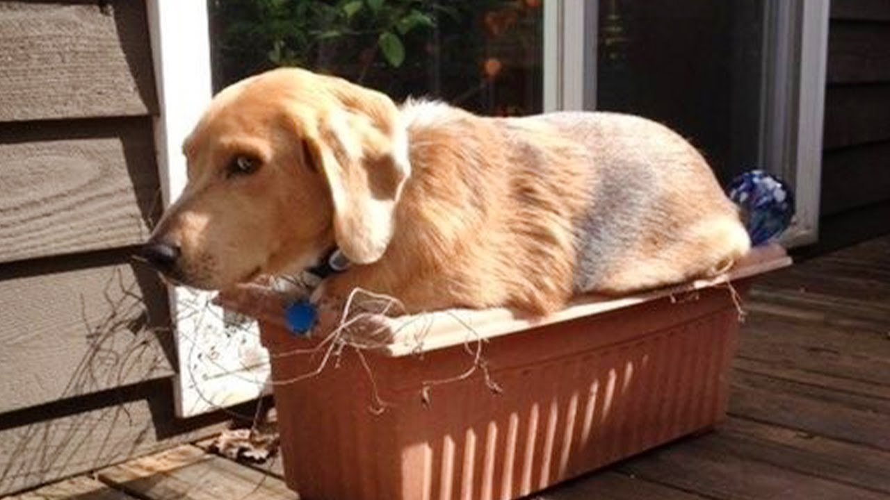 Funniest Animal Videos That Will Make You Laugh Out Loud