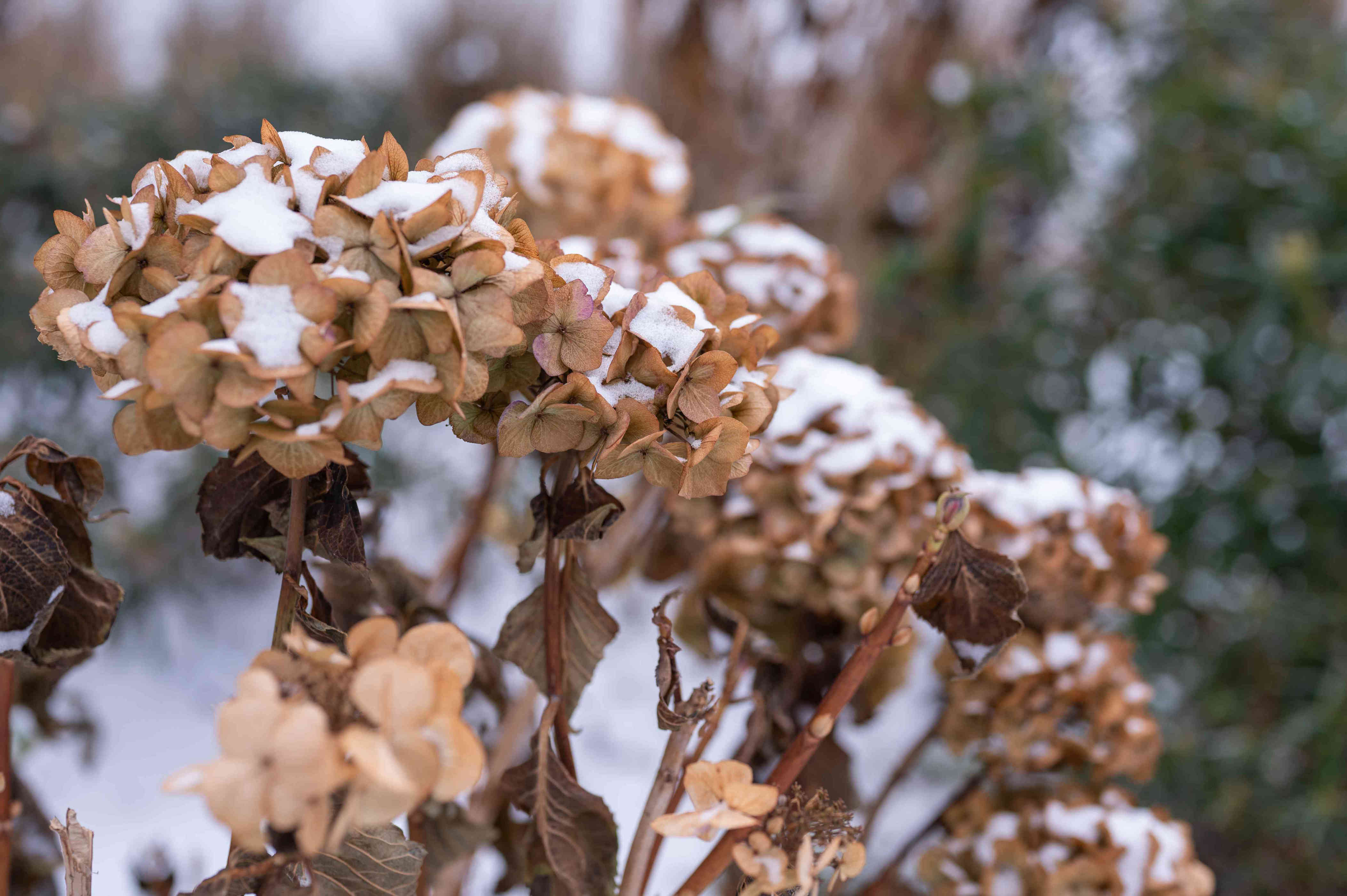 How To Care For Hydrangeas In The Winter So You'll Have Beautiful ...