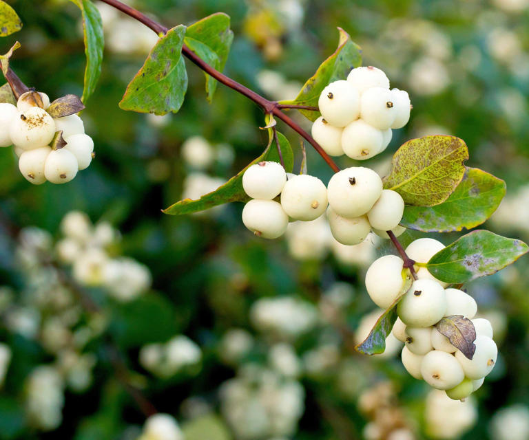 Winter plants for wildlife – 5 expert-approved options for a nature ...
