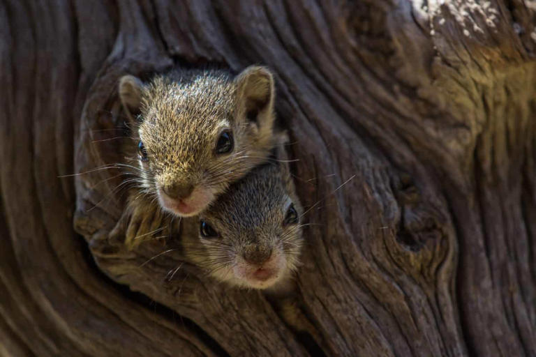 North America’s Most Common Squirrels and How to Tell Them Apart